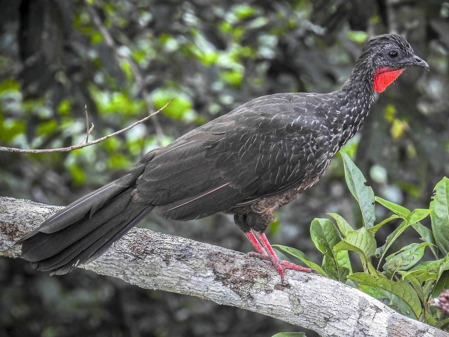Marail Guan - eBird