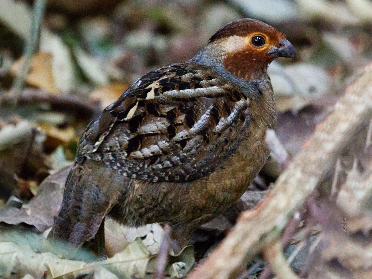 Marbled Wood-Quail - eBird