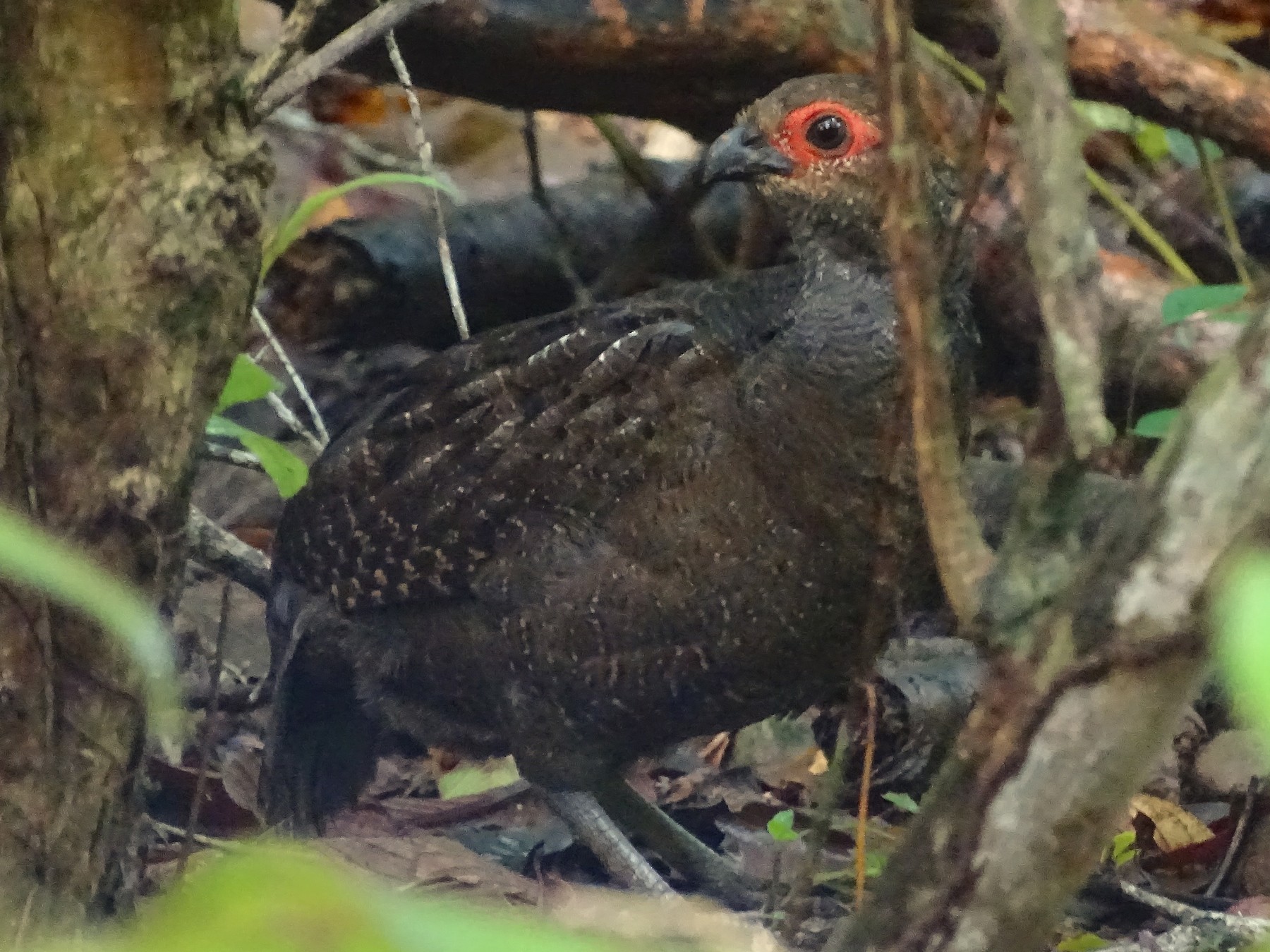 Marbled Wood-Quail - eBird