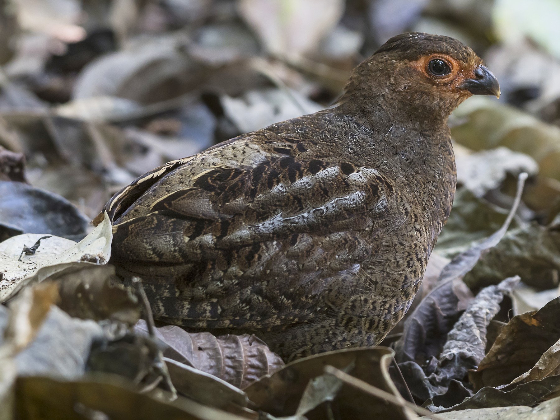 Marbled Wood-Quail - eBird