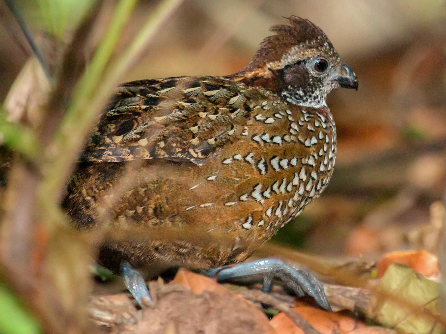 Venezuelan Wood-Quail - eBird