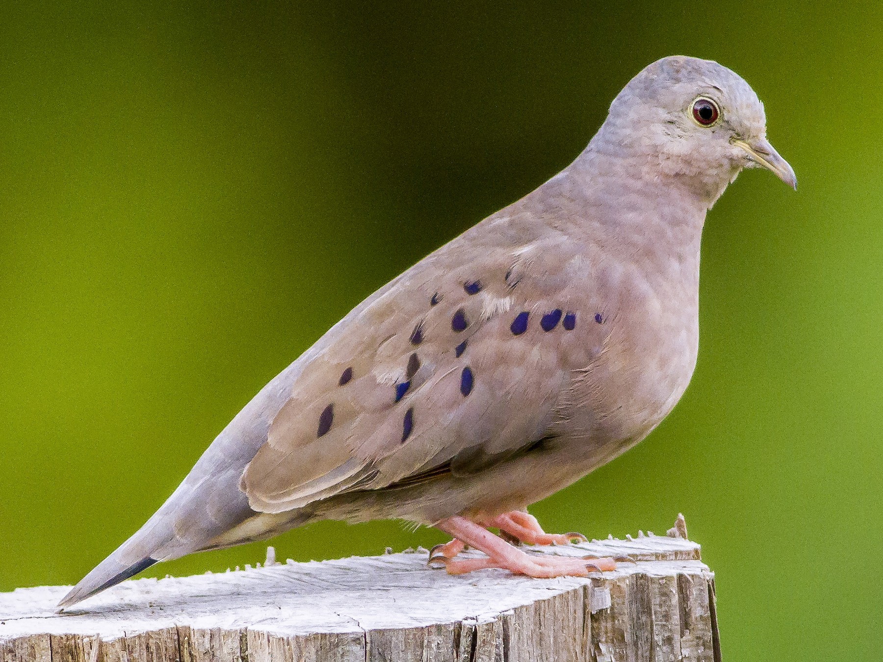 Plain-breasted Ground Dove - eBird
