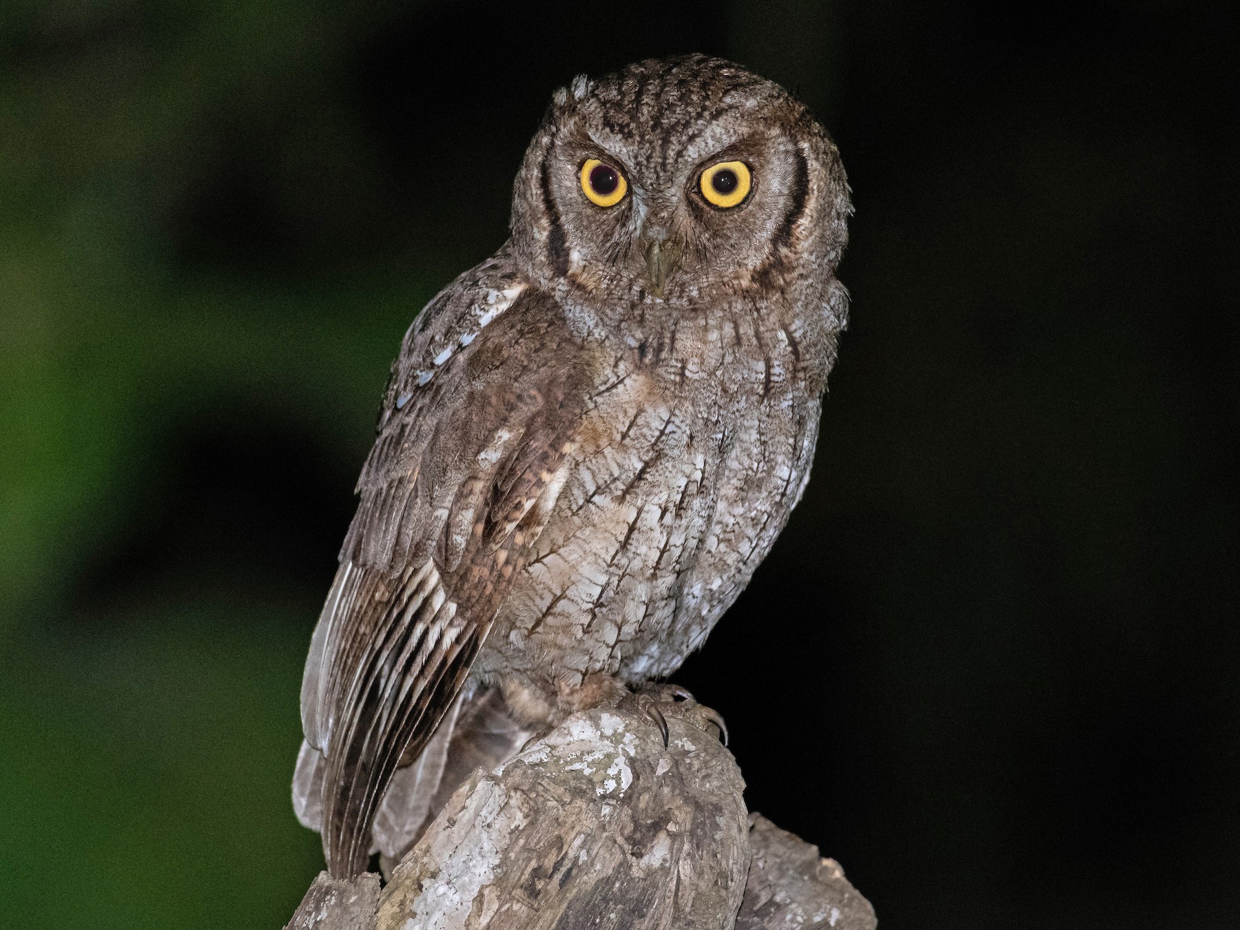 Tropical Screech-Owl - eBird