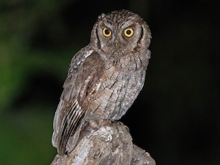 Curucucú Común - eBird