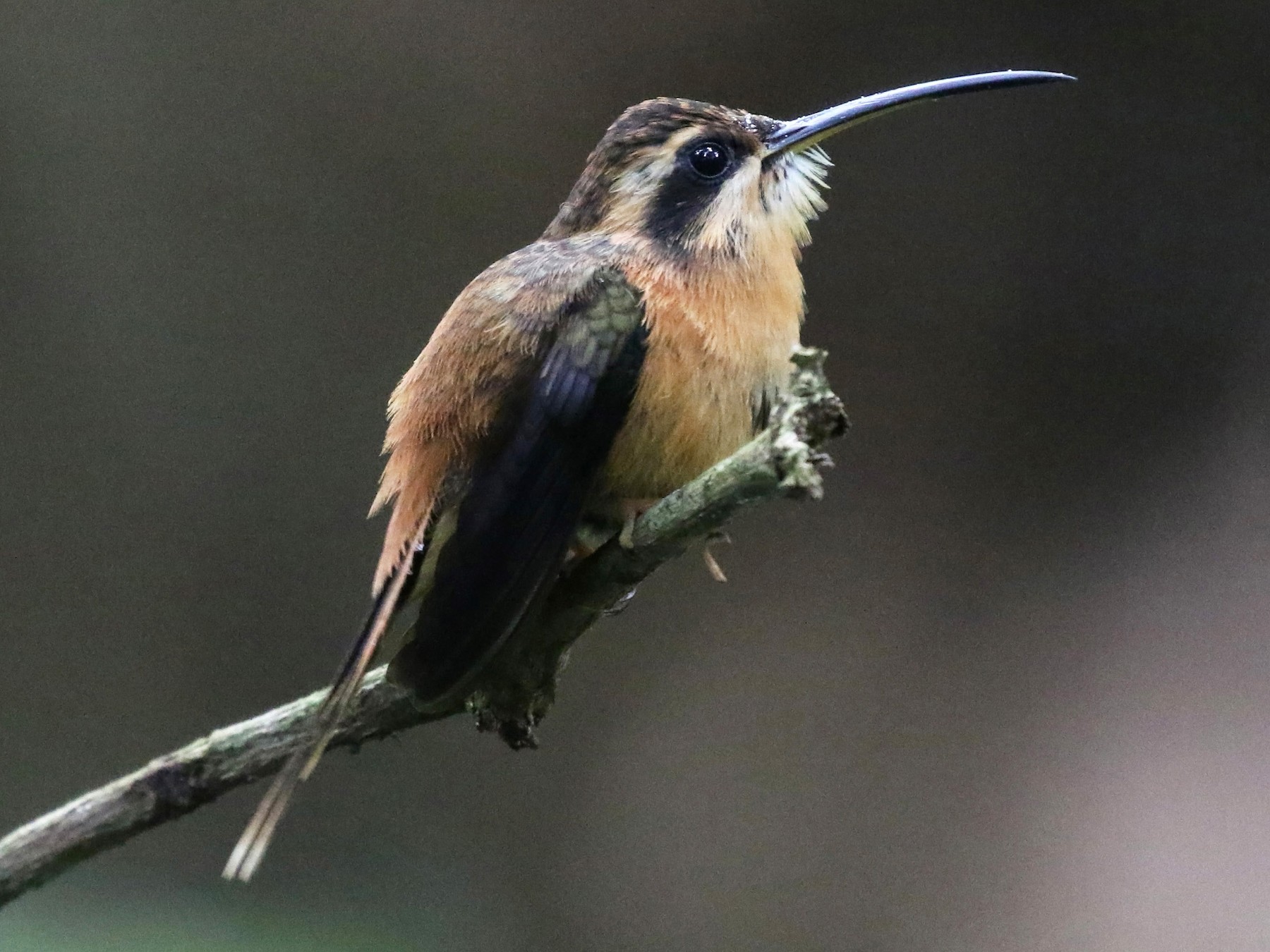 Reddish Hermit - eBird