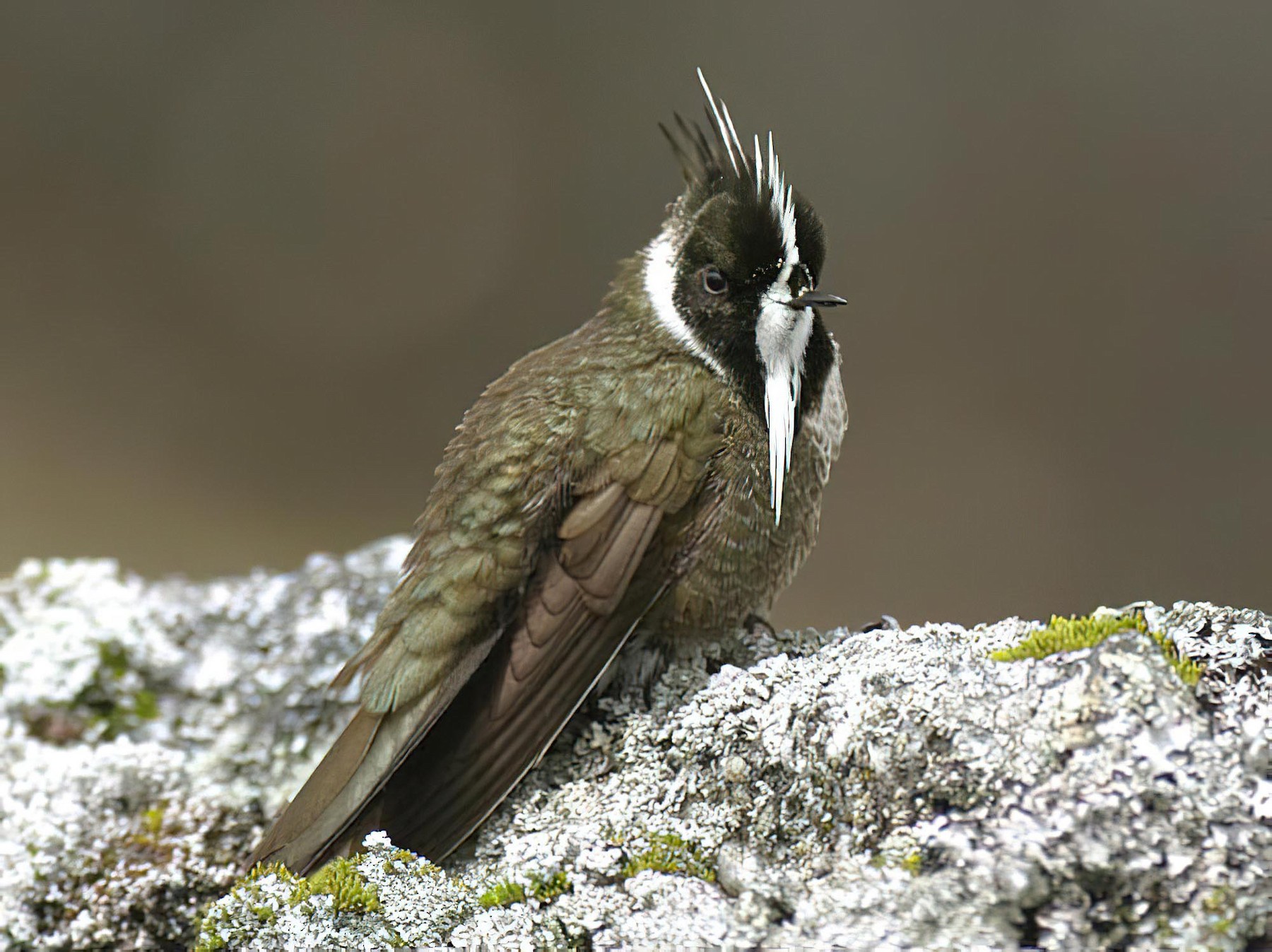 White-bearded Helmetcrest - eBird