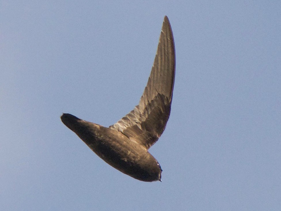 Spot-fronted Swift - eBird