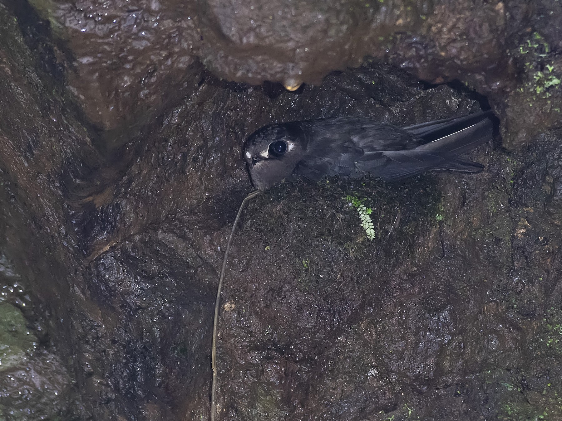 Spot-fronted Swift - eBird