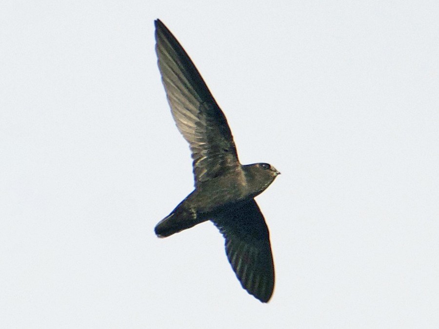 Spot-fronted Swift - eBird