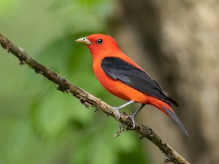 Scarlet Tanager - Piranga olivacea - Birds of the World