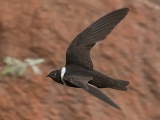 White-collared Swift - eBird