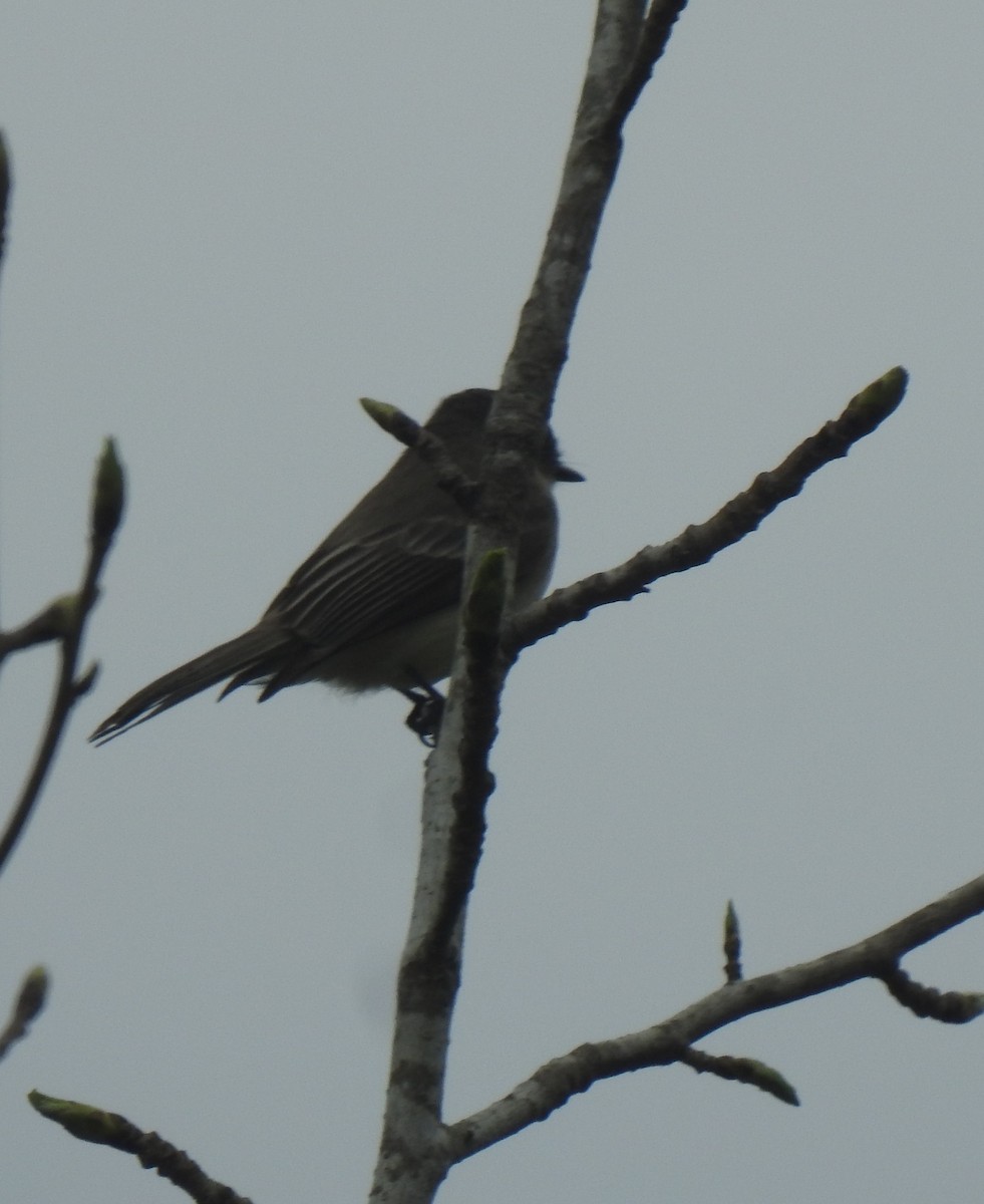 eBird Checklist - 28 Mar 2021 - Sandy Hollow WMA - 35 species