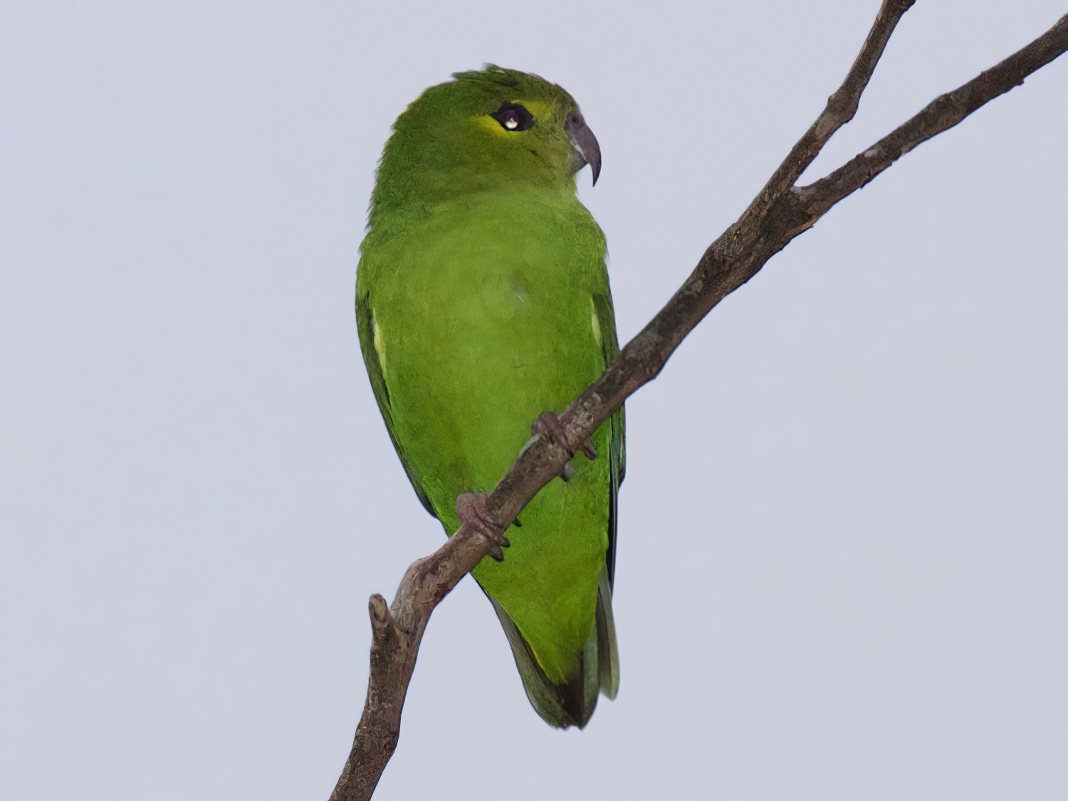 Tepui Parrotlet - eBird
