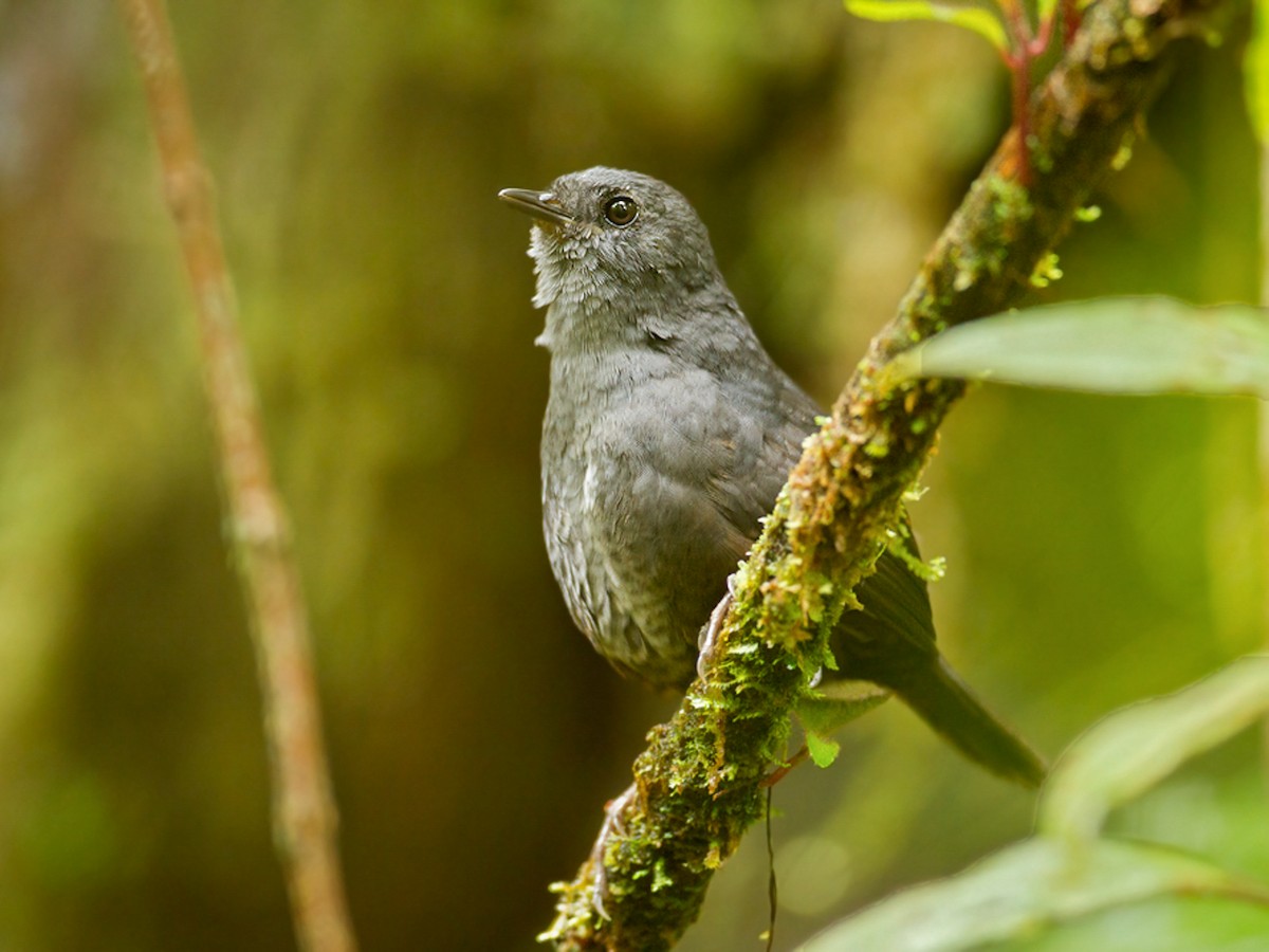 Magdalena Tapaculo - Scytalopus rodriguezi - Birds of the World