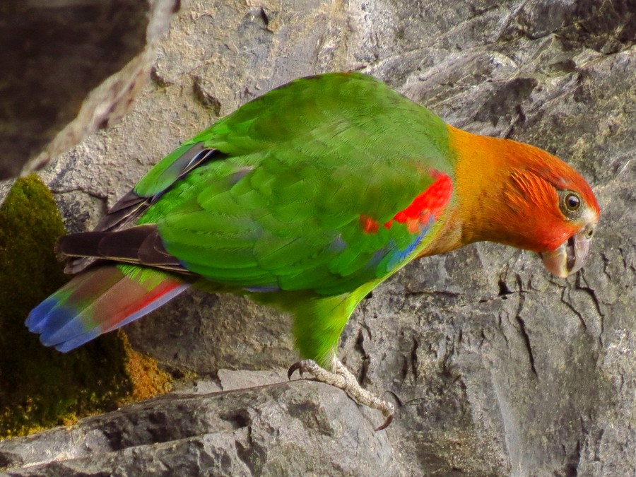 Rusty-faced Parrot - eBird