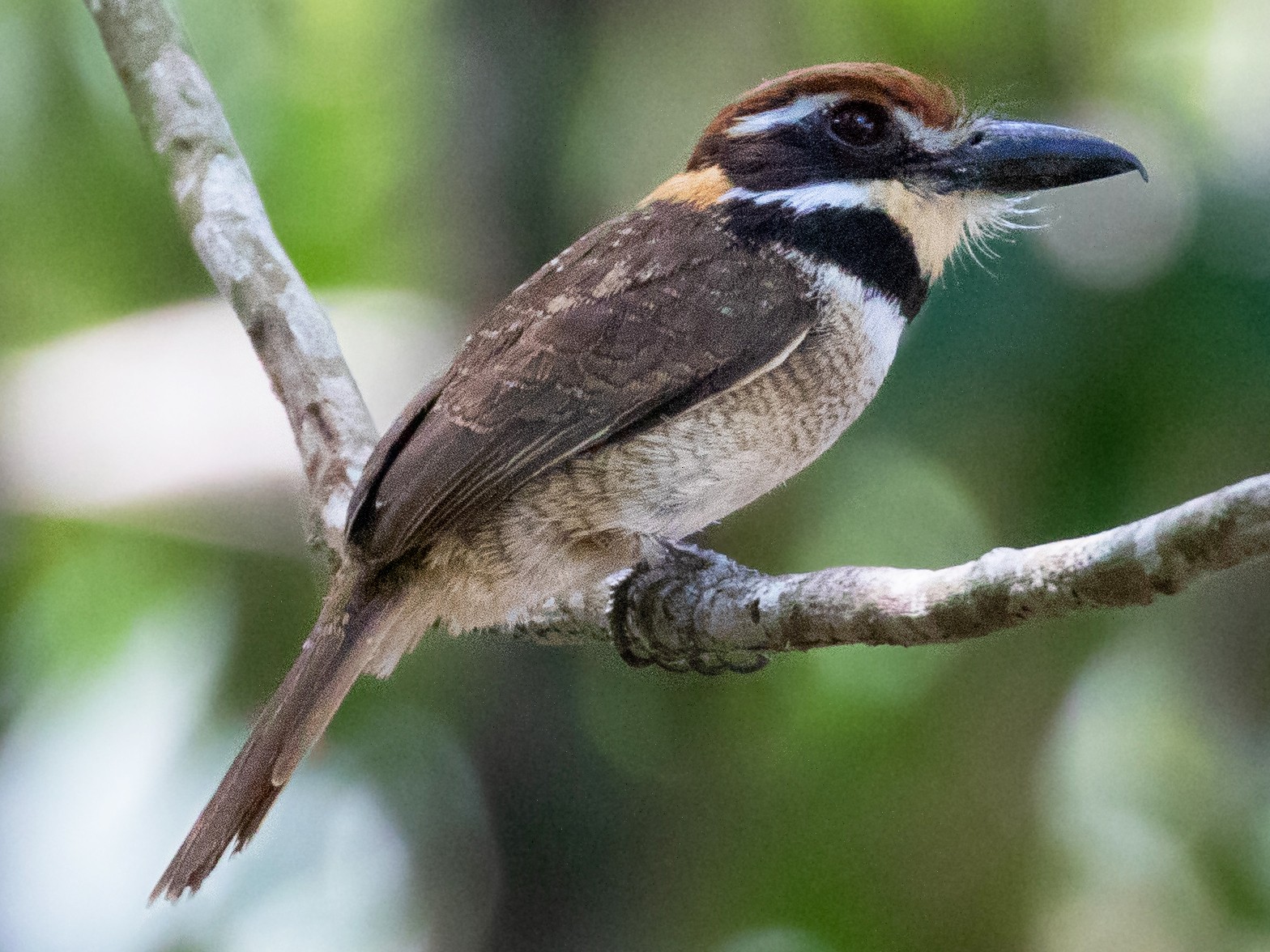 Chestnut-capped Puffbird - eBird