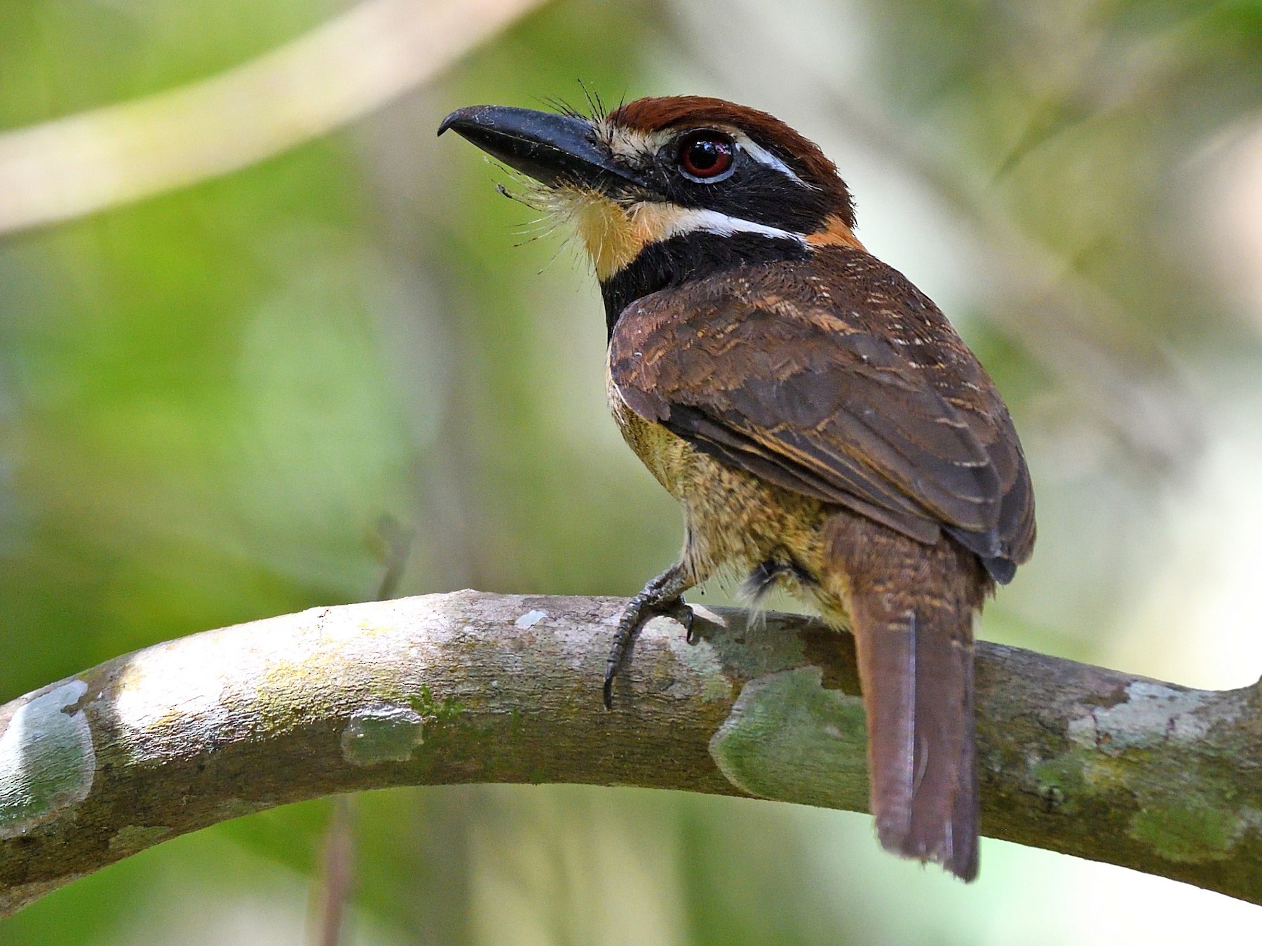 Chestnut-capped Puffbird - eBird