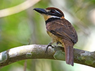 Chestnut-capped Puffbird - eBird