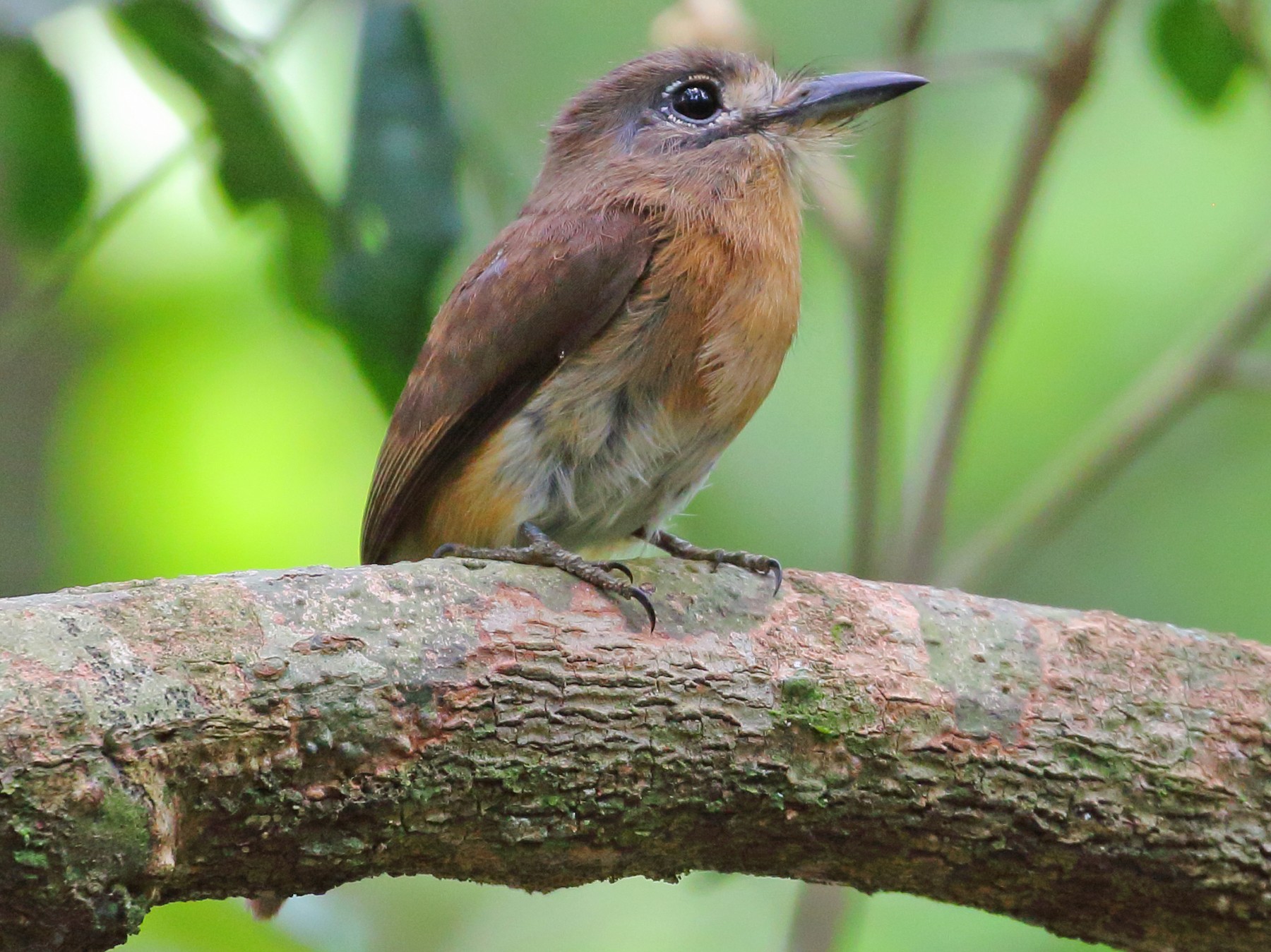 Rusty-breasted Nunlet - eBird