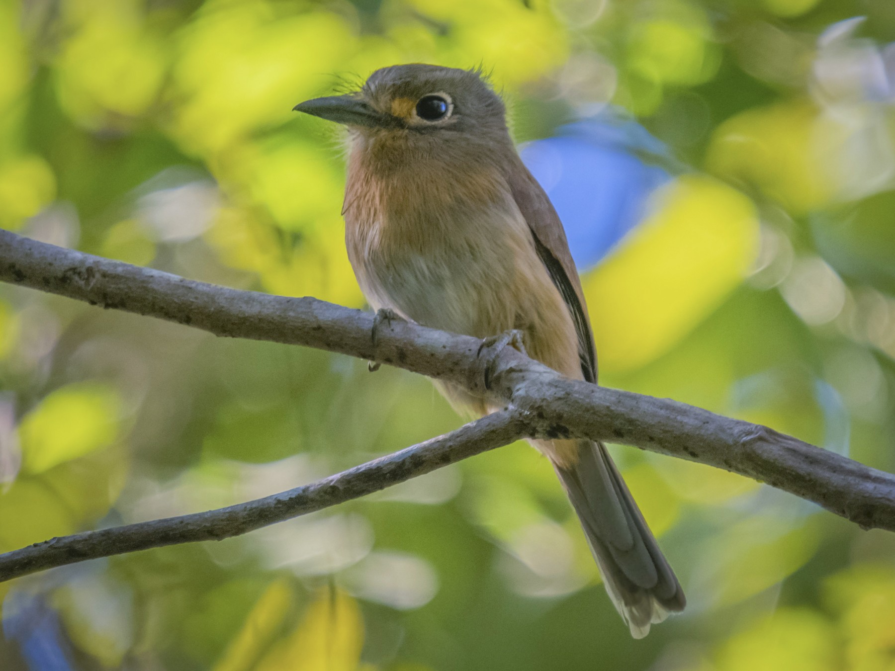 Monjilla macurú - eBird