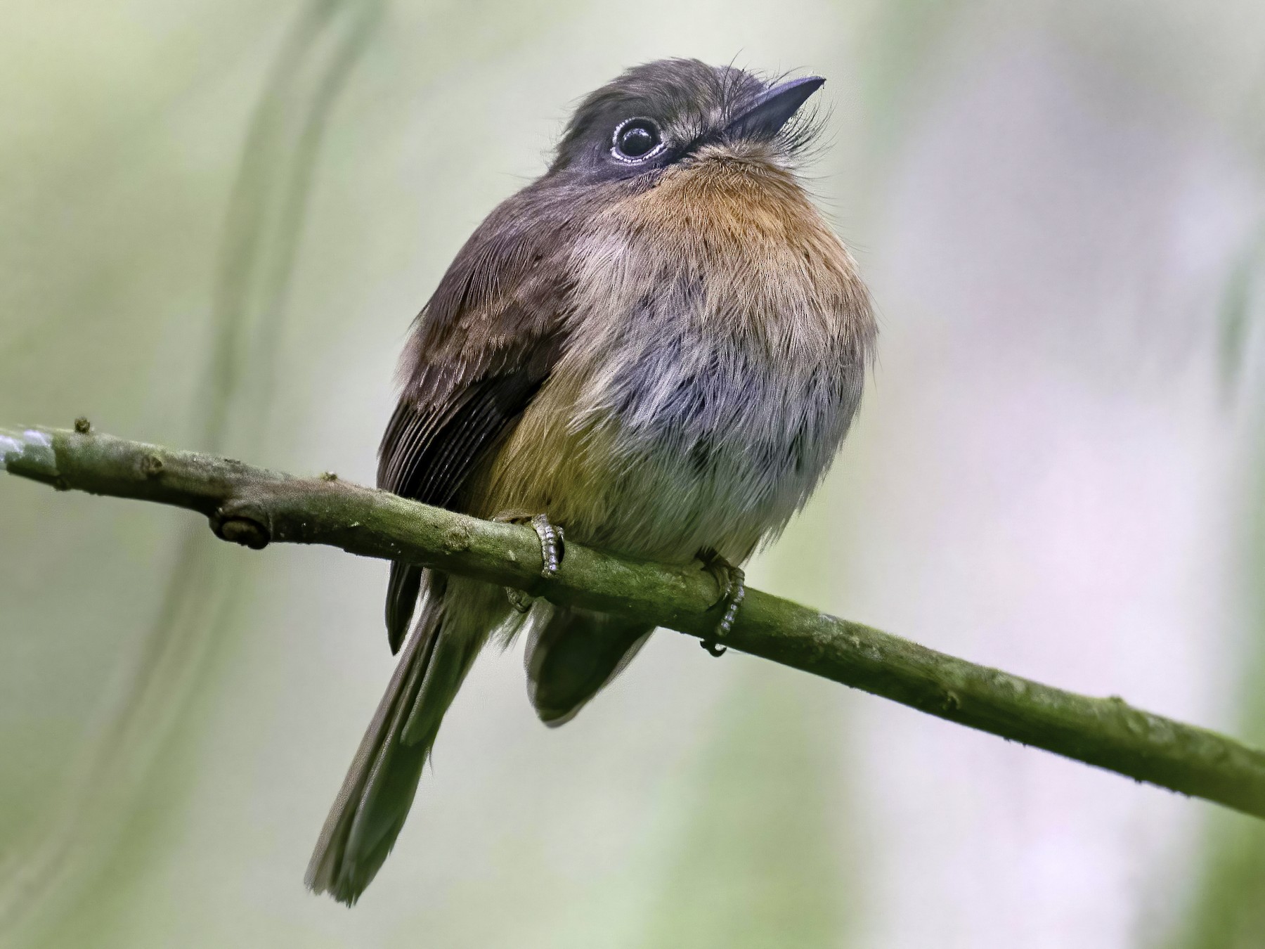 Rusty-breasted Nunlet - eBird