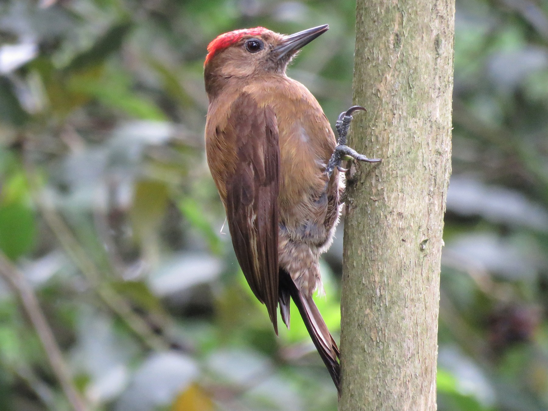 Smoky-brown Woodpecker - eBird