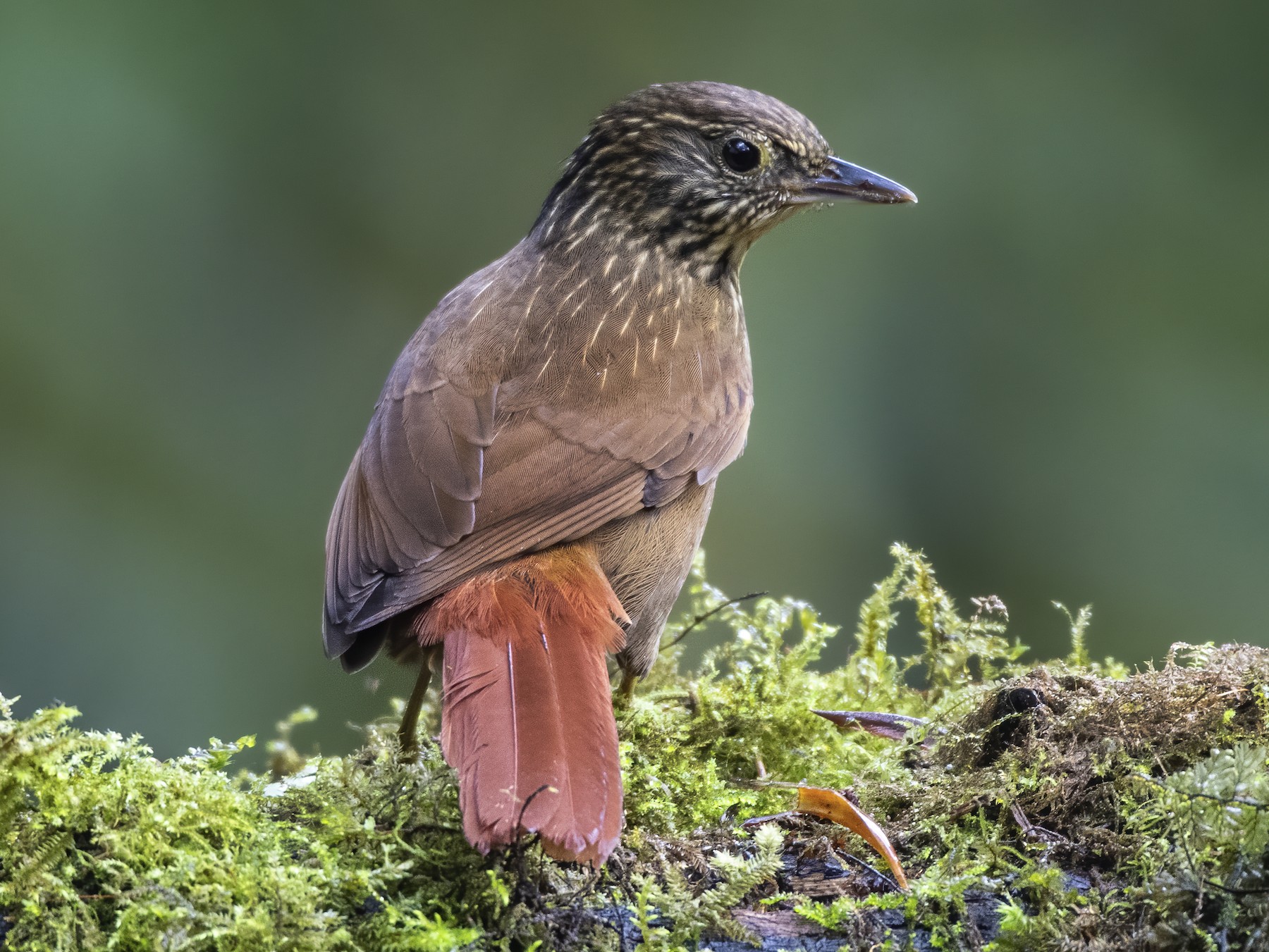 Lineated Foliage-gleaner - eBird
