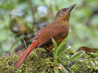 Streak-capped Treehunter - eBird