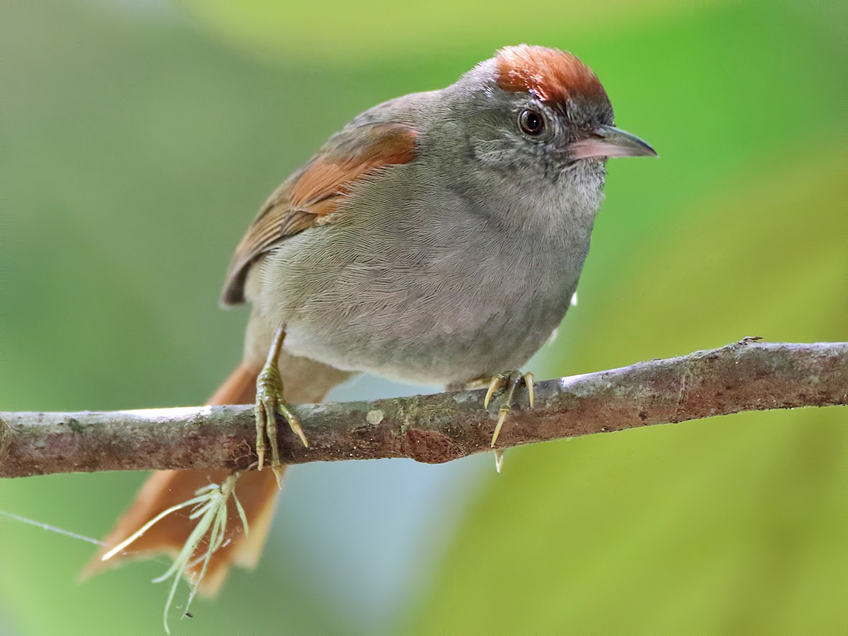Tepui Spinetail - Cranioleuca demissa - Birds of the World