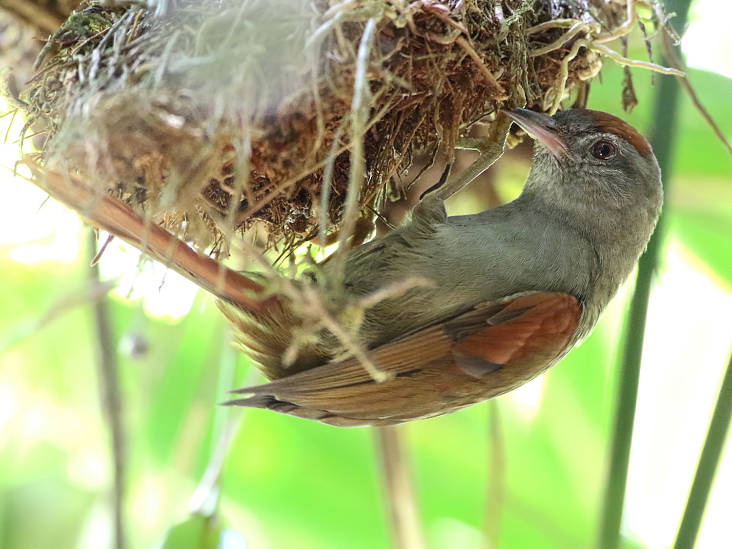 Tepui Spinetail - eBird