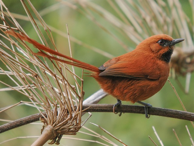 Photos - Black-throated Spinetail - Synallaxis castanea - Birds of the ...