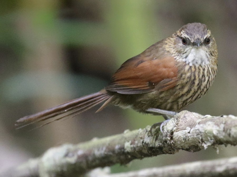 Stripe-breasted Spinetail - eBird