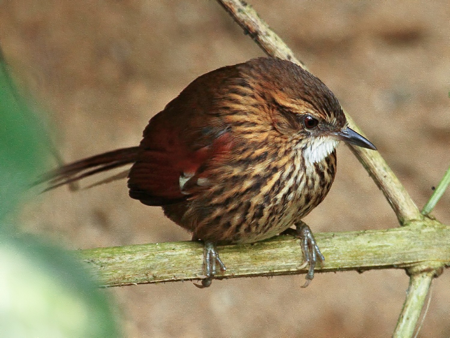 Stripe-breasted Spinetail - eBird
