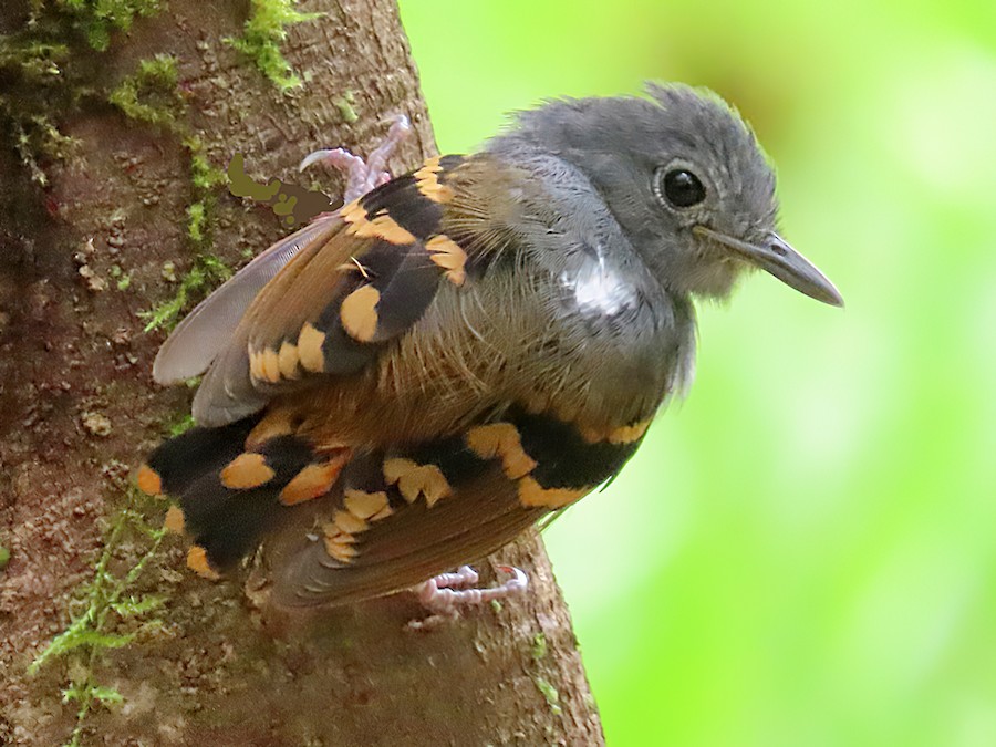 Rufous-bellied Antwren - eBird