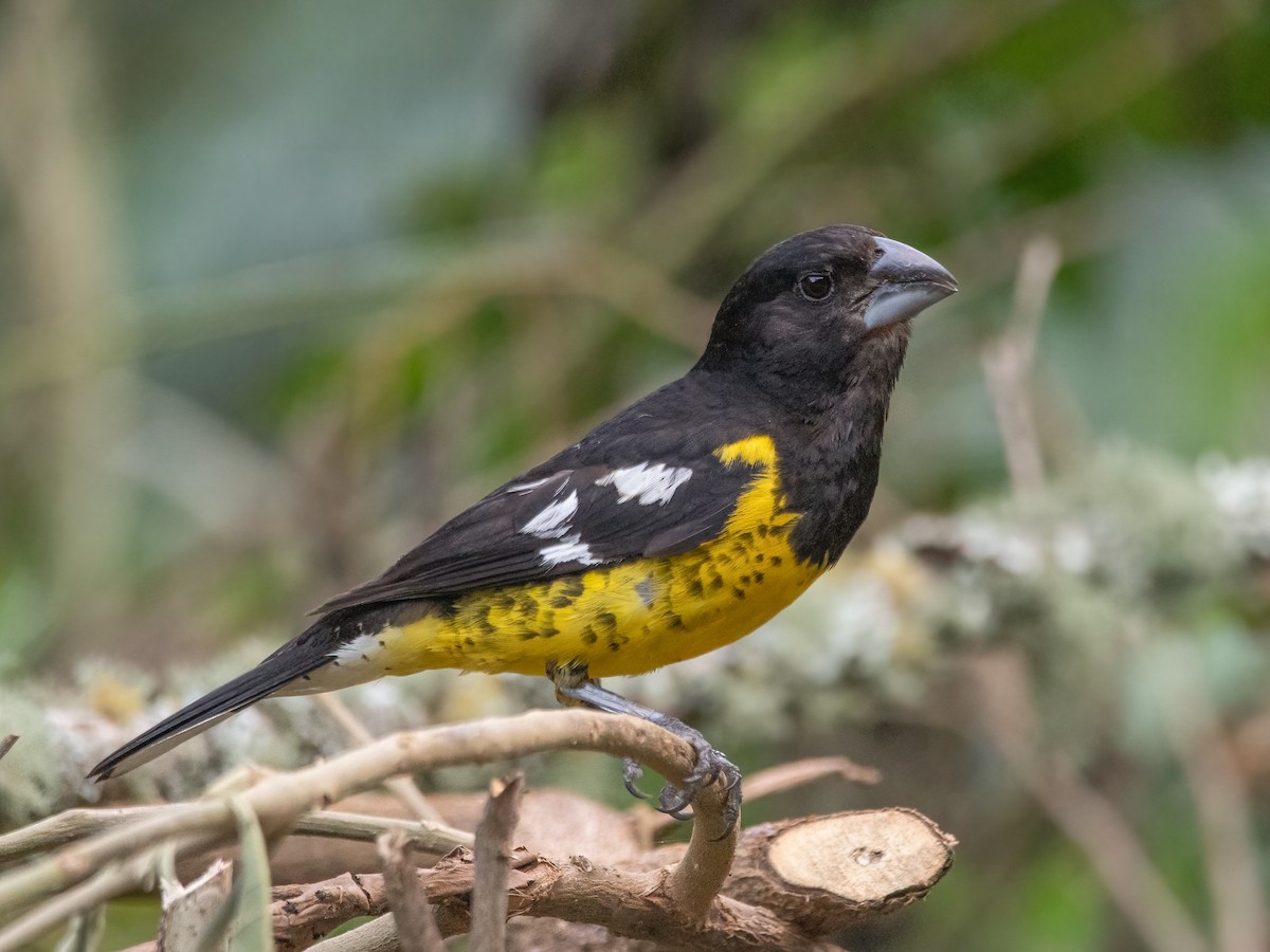 Black-backed Grosbeak - Pheucticus aureoventris - Birds of the World