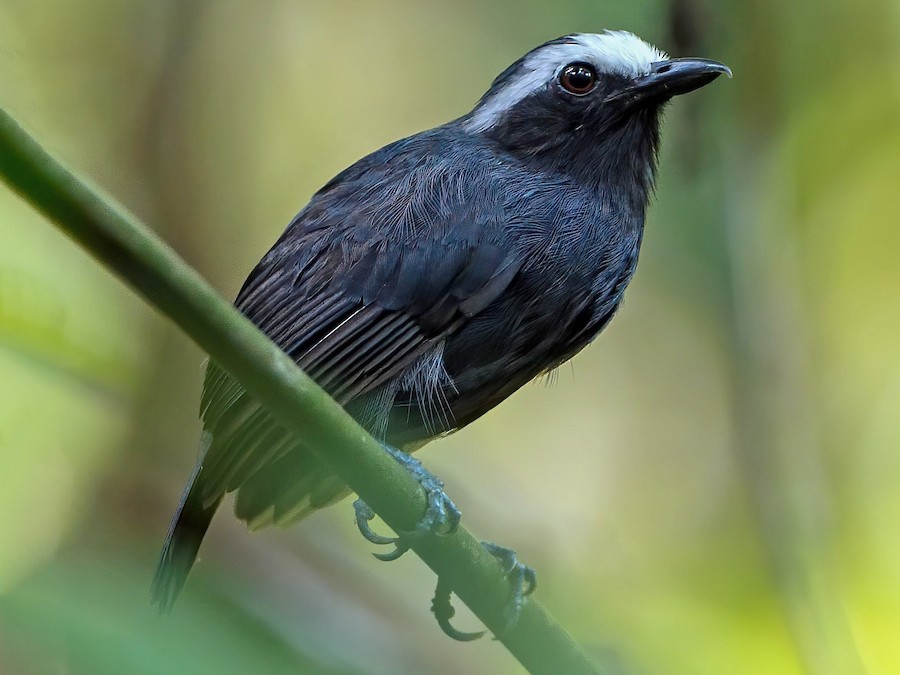 White-browed Antbird - eBird