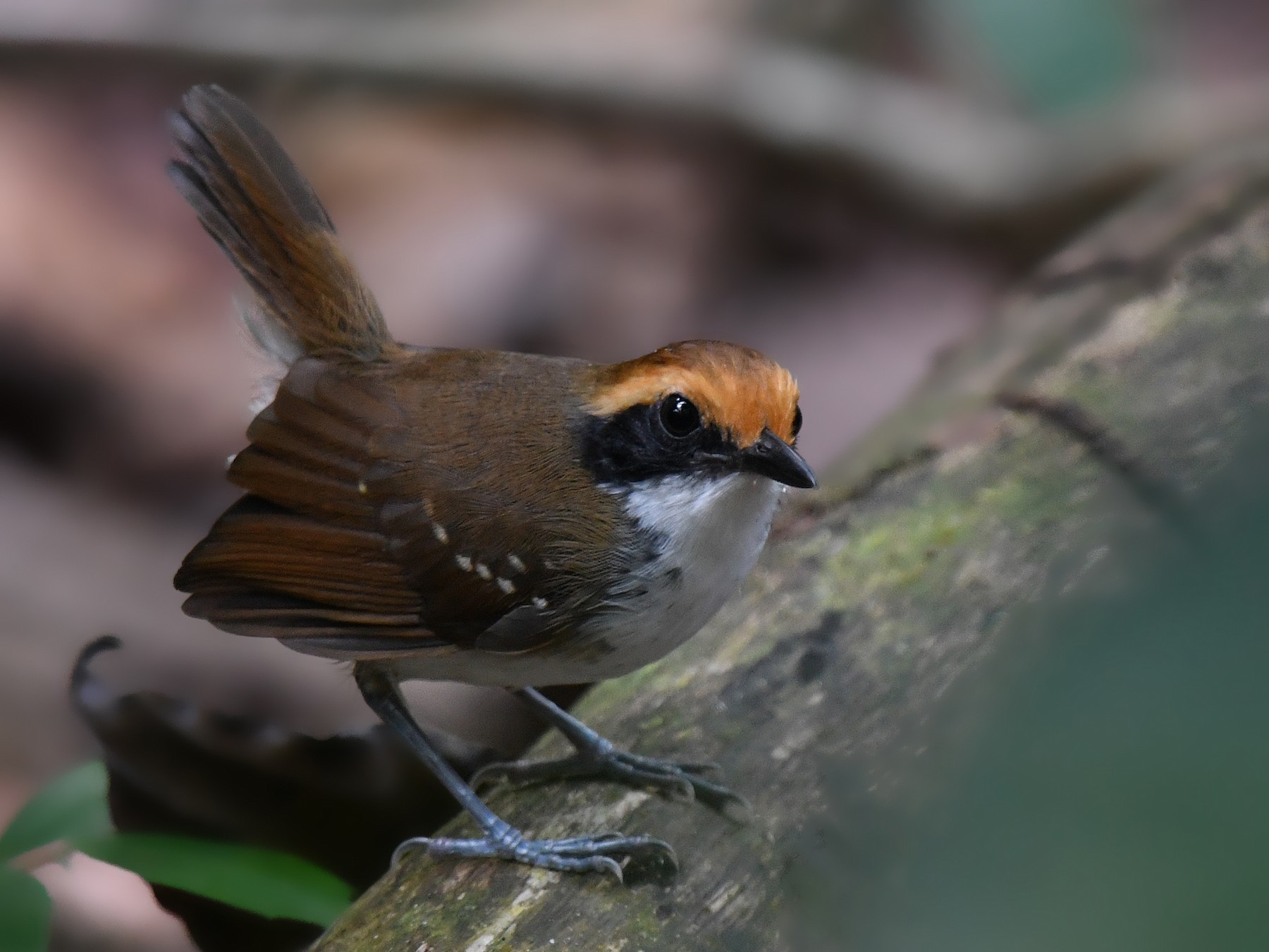 White-browed Antbird - eBird