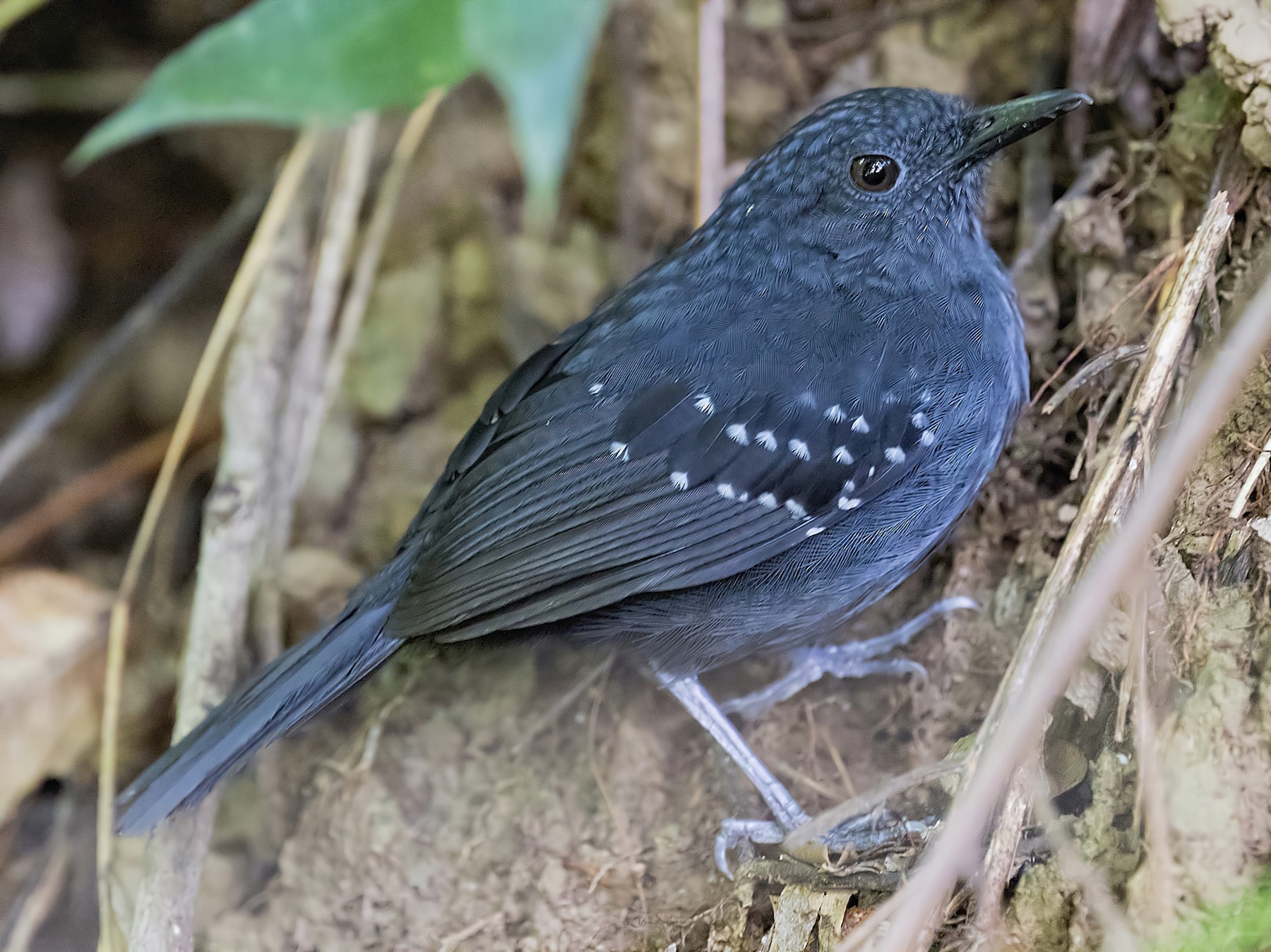 Caura Antbird - eBird