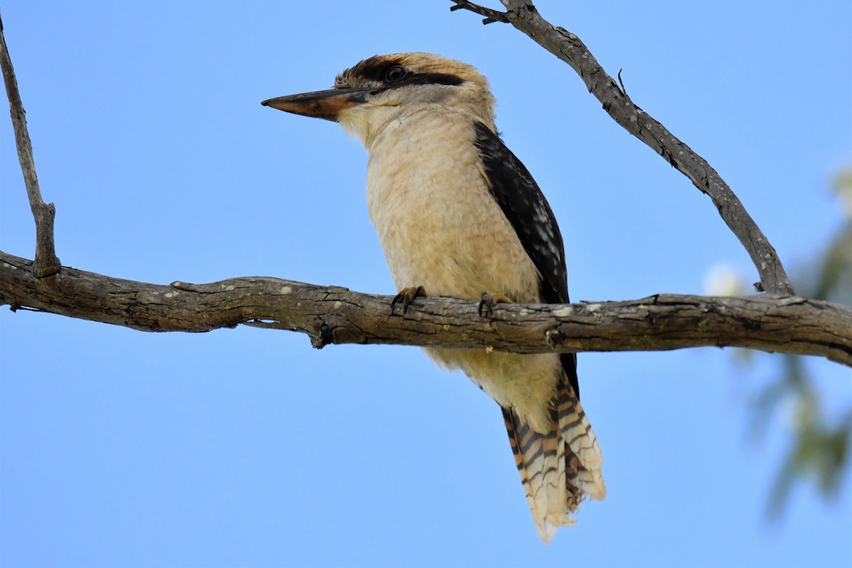 eBird Checklist - 1 Apr 2021 - Scattergood Reserve - 13 species