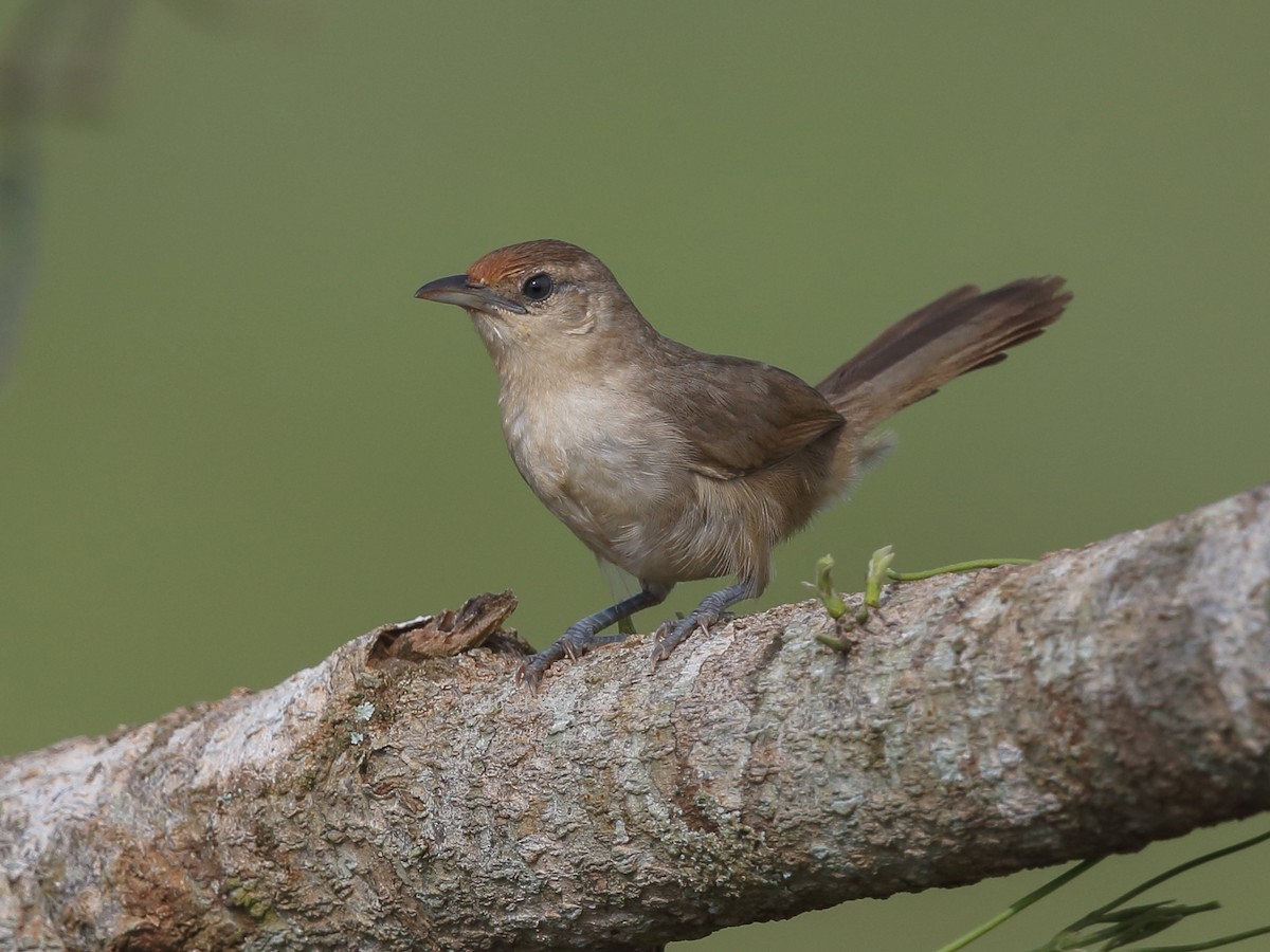 Rufous-fronted Thornbird - Phacellodomus rufifrons - Birds of the World