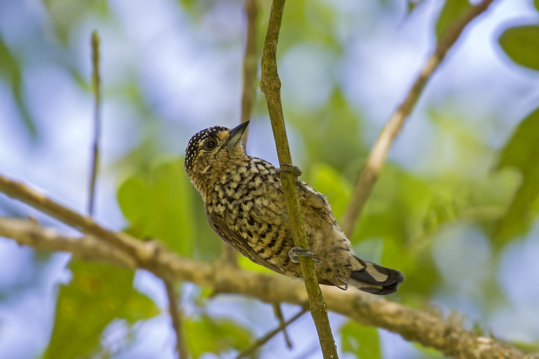White-barred x White-wedged Piculet (hybrid) - eBird