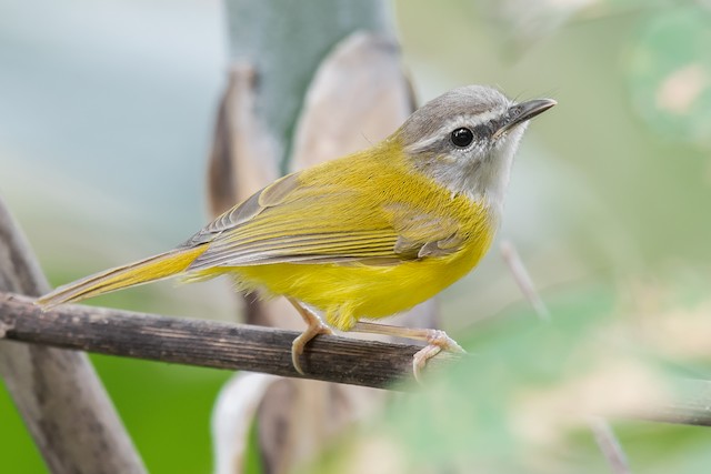 Yellow Bellied Warbler