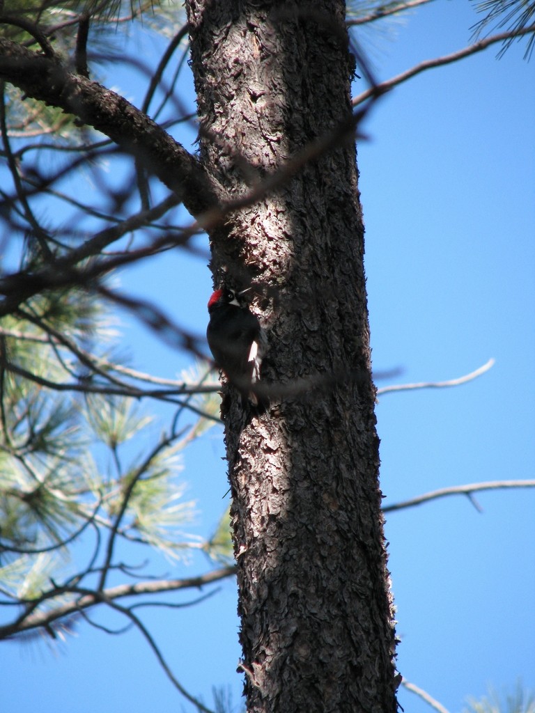 eBird Checklist - 27 Feb 2011 - Sedona AZ - 6 species