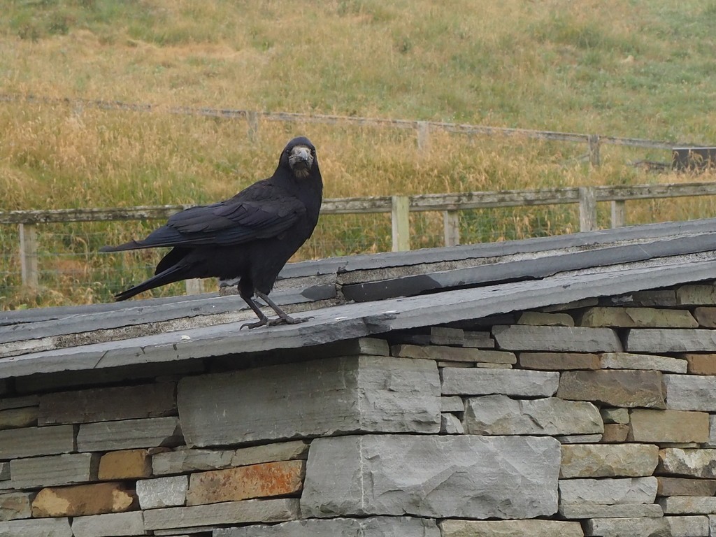 eBird Checklist - 9 Jul 2018 - Moher - 2 species