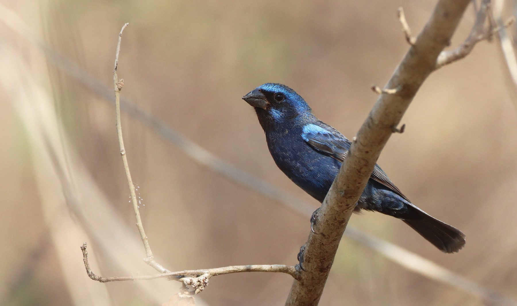Blue Bunting (West Mexico) - eBird