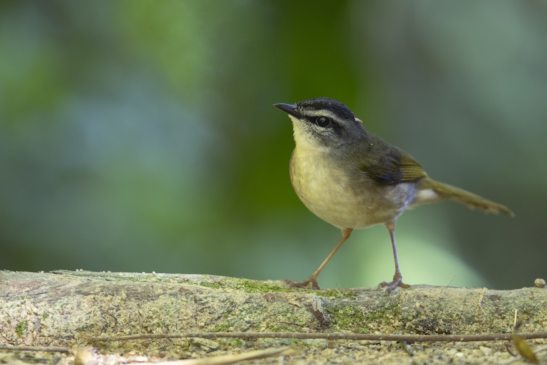 Riverbank Warbler (Southern) - eBird