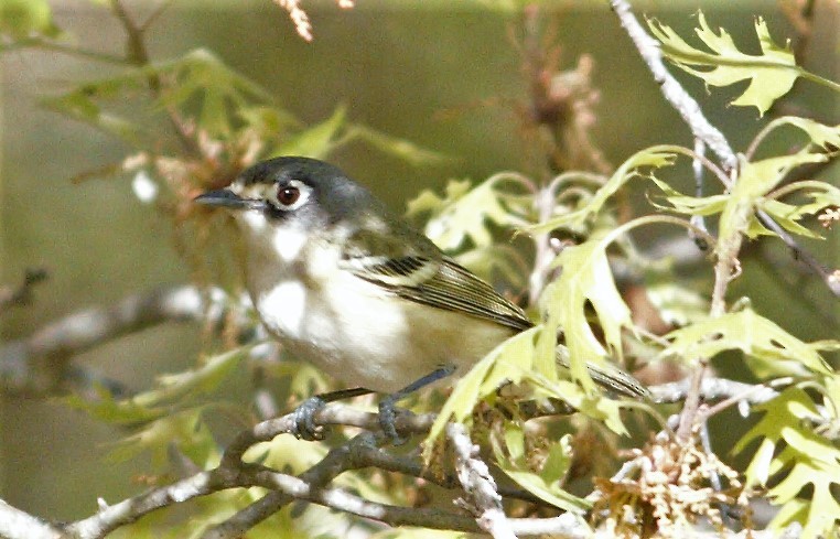 eBird Checklist - 31 Mar 2021 - Lost Maples SNA (HOTW 061) - 1 species