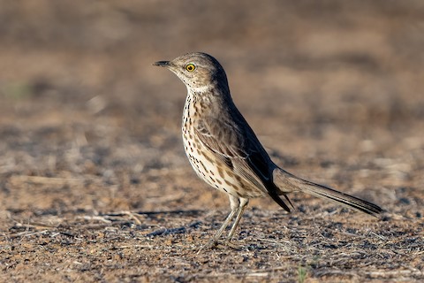 Sage Thrasher