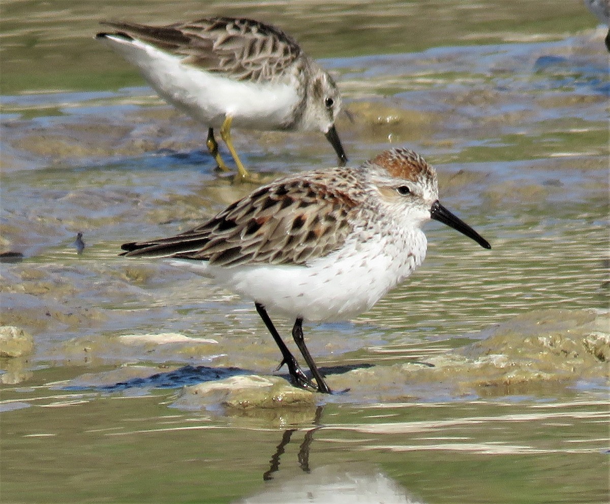 eBird Checklist - 1 Apr 2021 - Bellaire Dr S, Trinity Clear Fork Trail ...