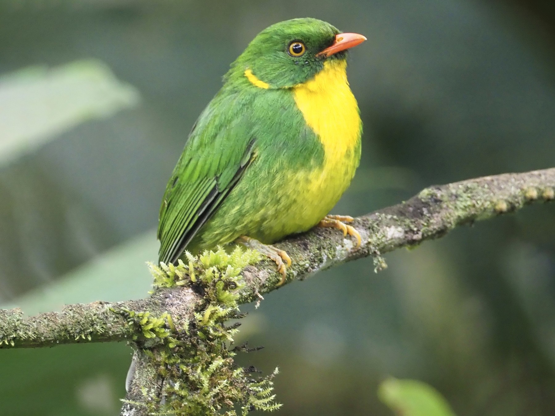 Golden-breasted Fruiteater - eBird